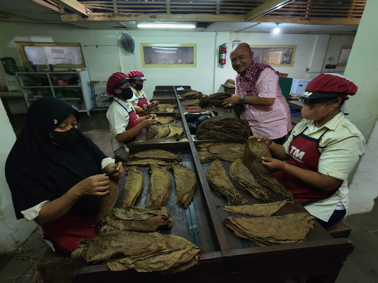 Layak Ditiru, Industri Cerutu Jogja Mampu Dorong Pertumbuhan Ekonomi ...